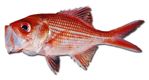 How To Catch Fish | Bight Redfish | Get Fishing