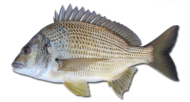 Yellowfin Bream | How To Catch Fish | Get Fishing