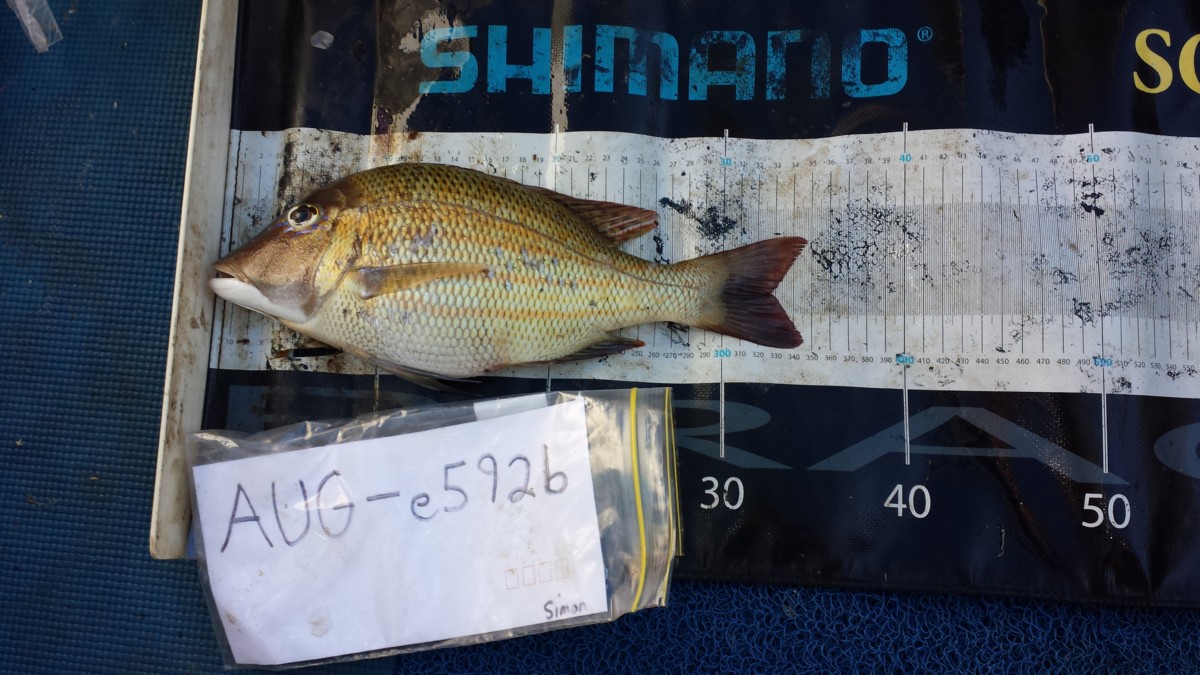 Blue Line Emperor 33cm Simon | Get Fishing