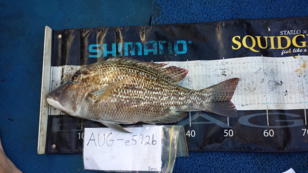 Blue Line Emperor 51cm Simon | Get Fishing