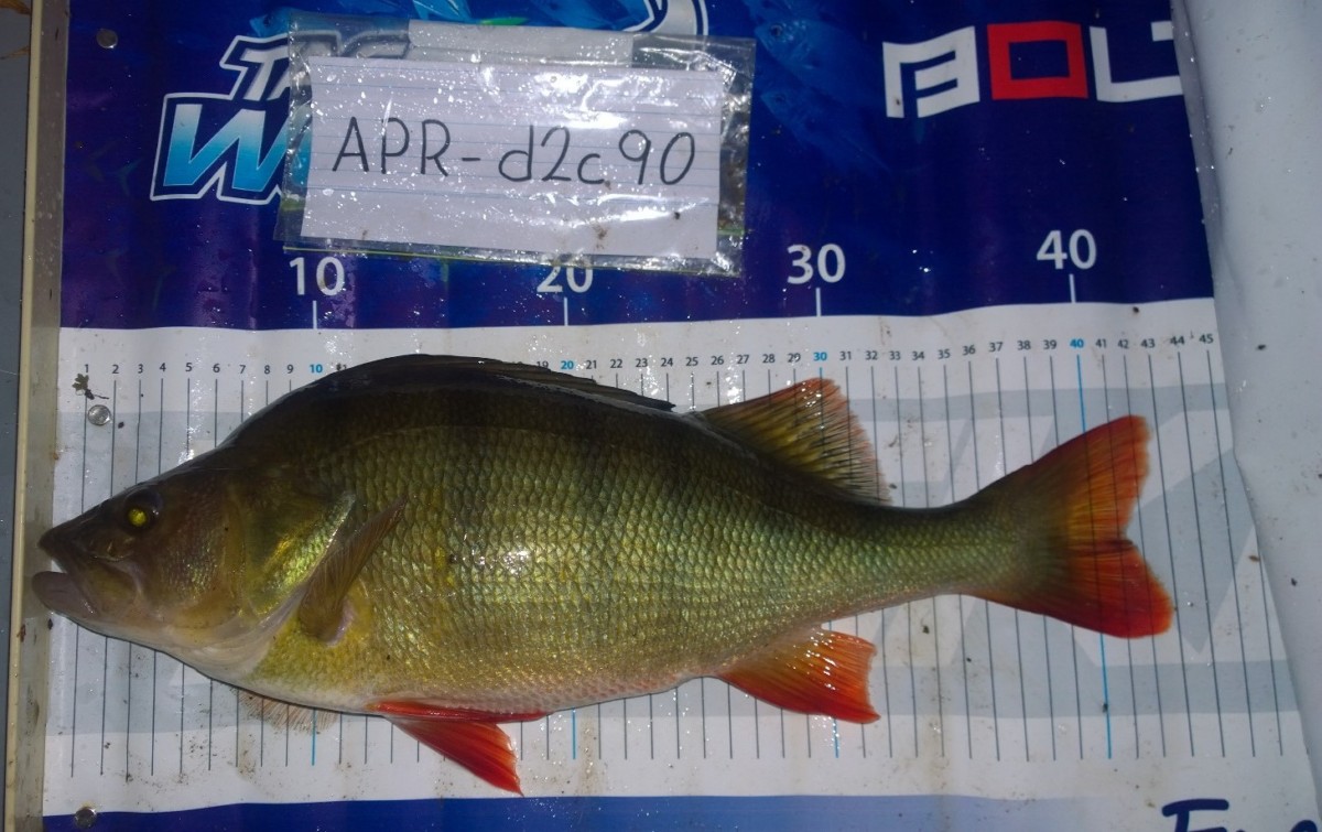 2nd BM | Get Fishing