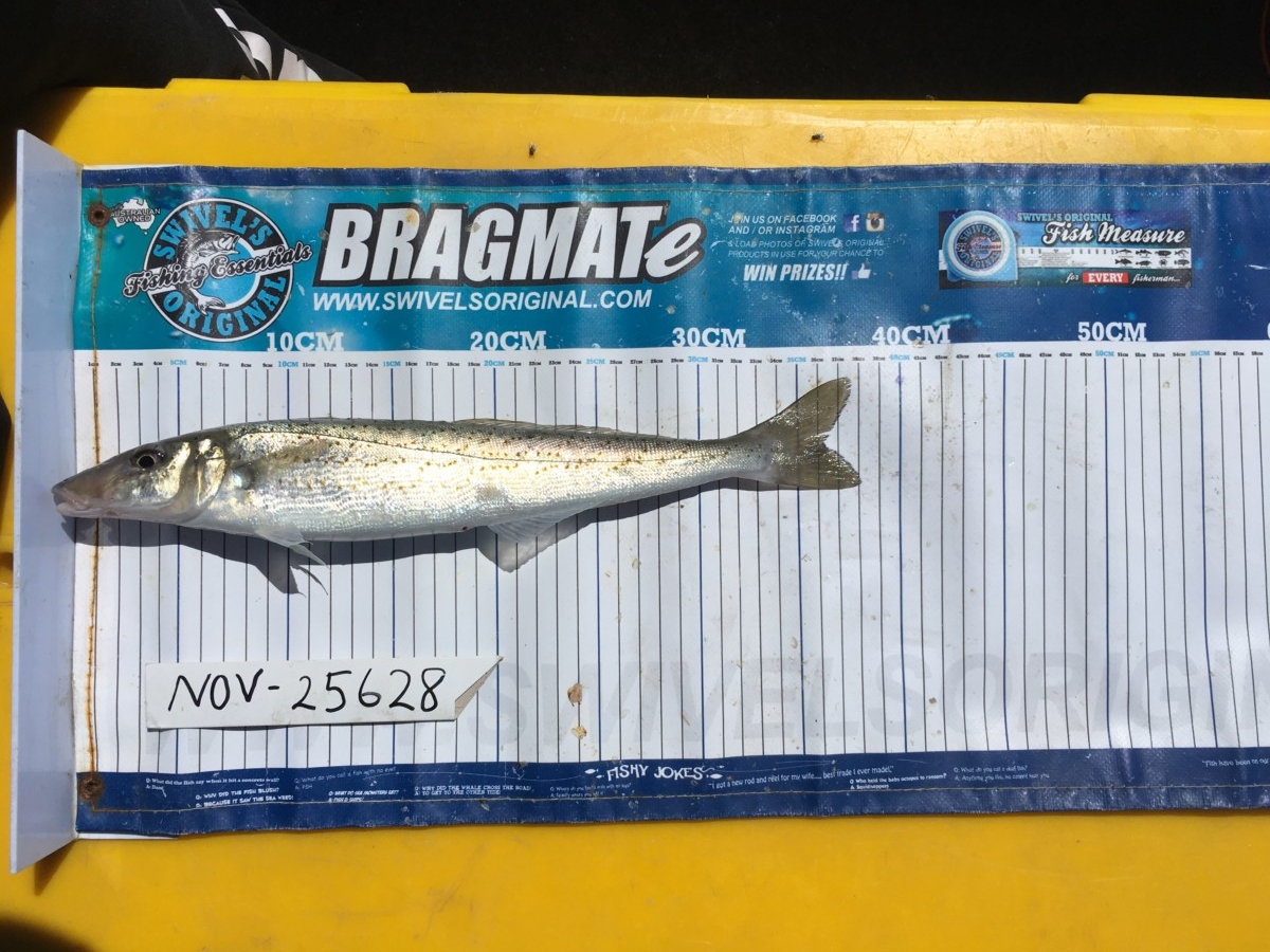 E923A3F4-3A51-4E80-ABA9-9C1965A35B86 | Get Fishing